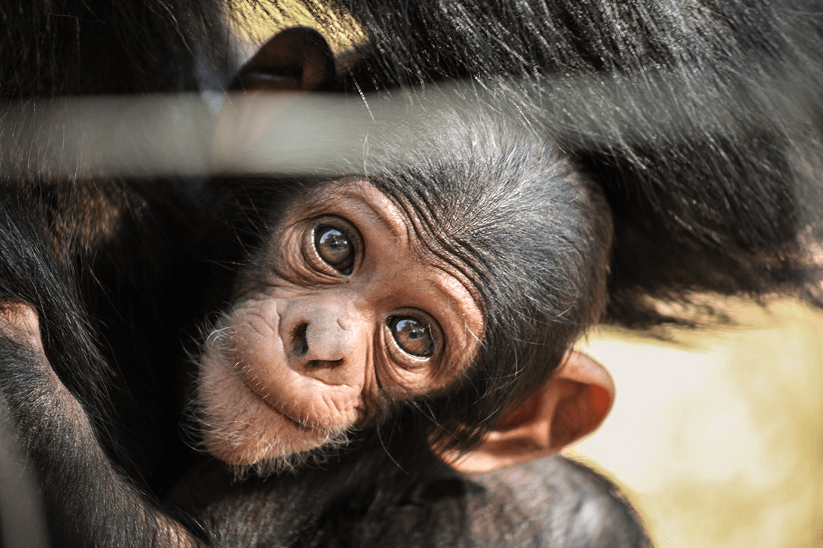 Green Earth | Exploring sustainable development strategies